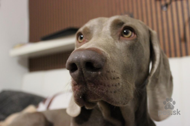 Weimarsky stavač na krytie - Krytie WEIMARSKÝ STAVAČ | Pes.sk