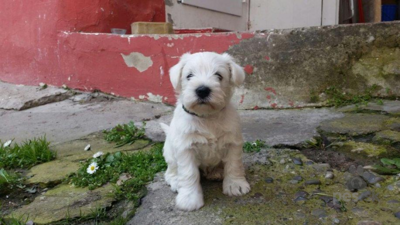 MALY BRADAC BIELY - steniatka na predaj - Predám psa BRADÁČ MALÝ | Pes.sk