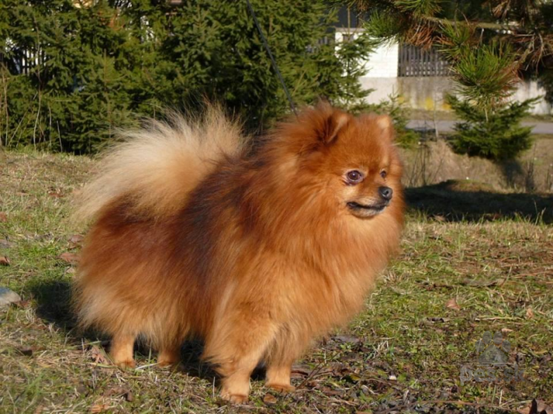 Německý špic malý - Predám psa NEMECKÝ ŠPIC MALÝ | Pes.sk