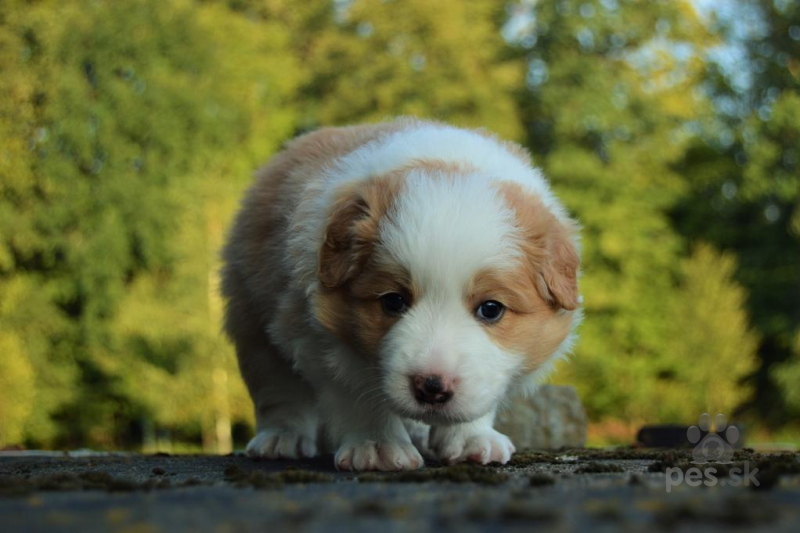 Border kolie s PP - Predám psa BORDER KÓLIA | Pes.sk