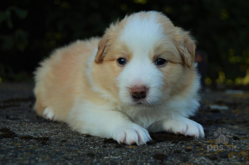 Border kolie s PP - Predám psa BORDER KÓLIA | Pes.sk