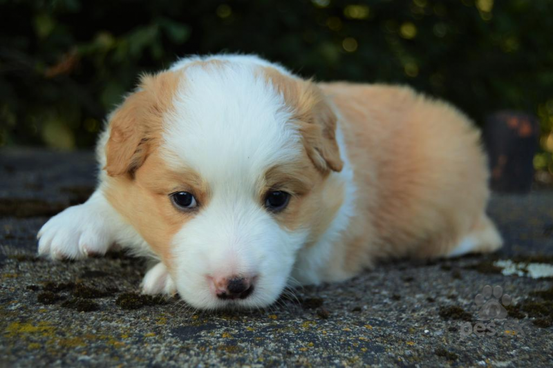 Border kolie s PP - Predám psa BORDER KÓLIA | Pes.sk