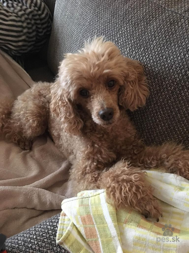 PUDEL STREDNÝ APRICOT - NA KRYTIE - Krytie PUDEL STREDNÝ | Pes.sk