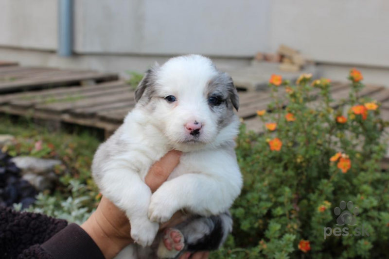 Šteniatká Border Kólia - Predám psa BORDER KÓLIA | Pes.sk