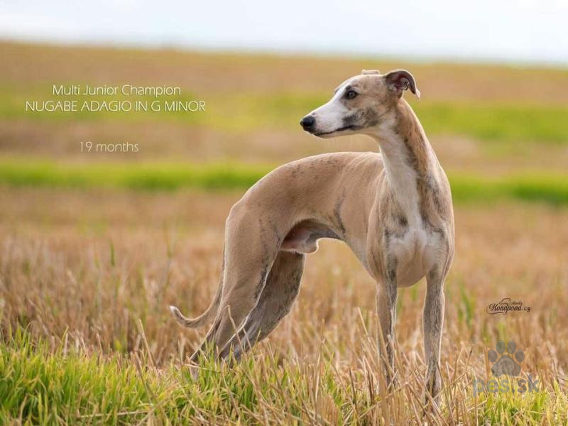 WHIPPET - štěňata s výstavními předpoklady - Predám psa VIPET | Pes.sk