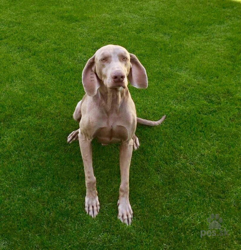 Weimarský stavač - Darujem psa WEIMARSKÝ STAVAČ | Pes.sk