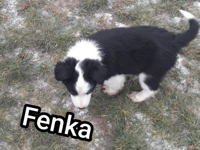 Border Collia - Predám psa BORDER KÓLIA | Pes.sk