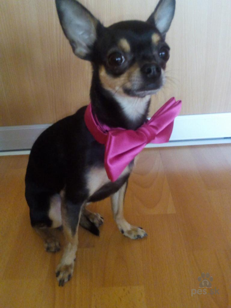 krytie mini civava - Krytie ČIVAVA | Pes.sk