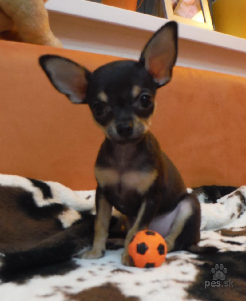 krytie mini civava - Krytie ČIVAVA | Pes.sk