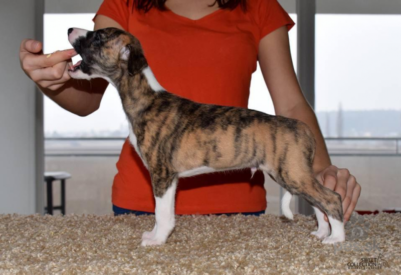 whippet/vipet štěně - Predám psa VIPET | Pes.sk
