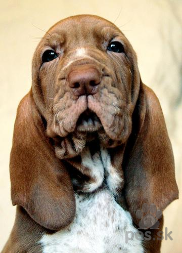 Taliansky stavač (Bracco Italiano) - Kúpim psa TALIANSKÝ STAVAČ | Pes.sk