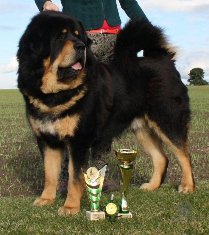 Tibetská doga - ochranca rodiny - šteňata s PP - Predám psa TIBETSKÁ ...