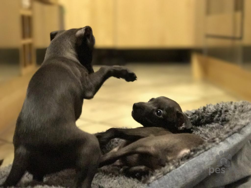 TALIANSKY CHRTÍK S PP - Predám psa TALIANSKÝ CHRTÍK | Pes.sk