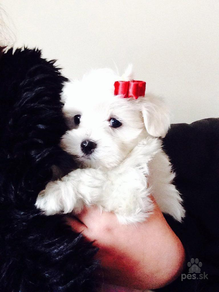 Maltezák, maltézsky psík - Predám psa MALORSKÁ DOGA | Pes.sk