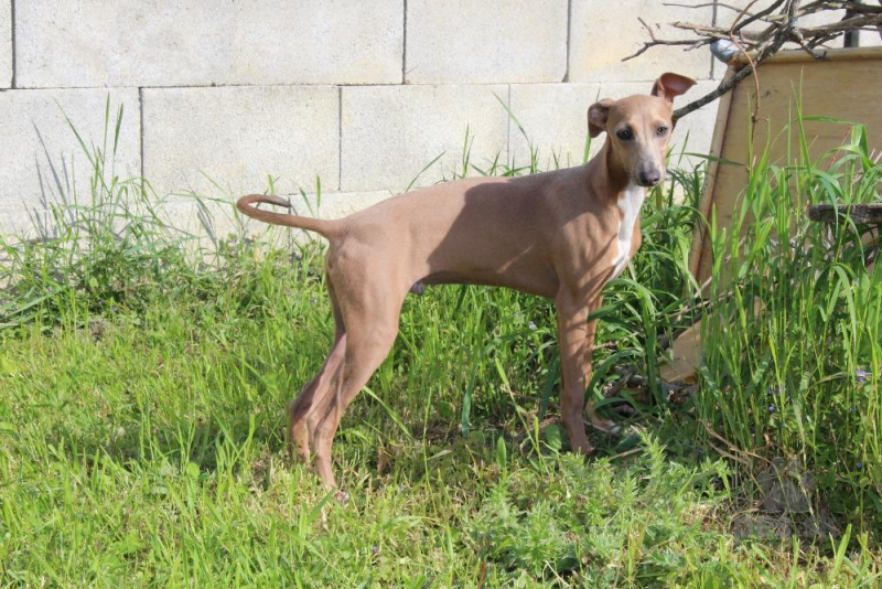 Talianský chrtík - Predám psa TALIANSKÝ CHRTÍK | Pes.sk
