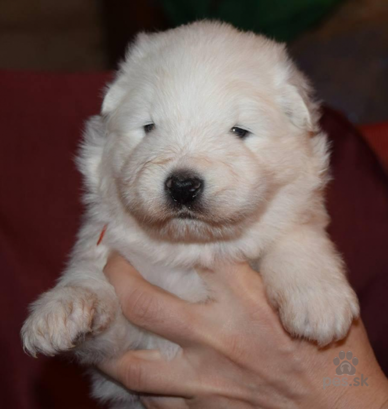 Šteniatka Samojedov - Predám psa SAMOJED | Pes.sk