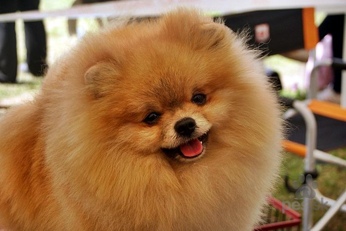 Pomeranian na predaj s PP - Predám psa NEMECKÝ ŠPIC TRPASLIČÍ | Pes.sk