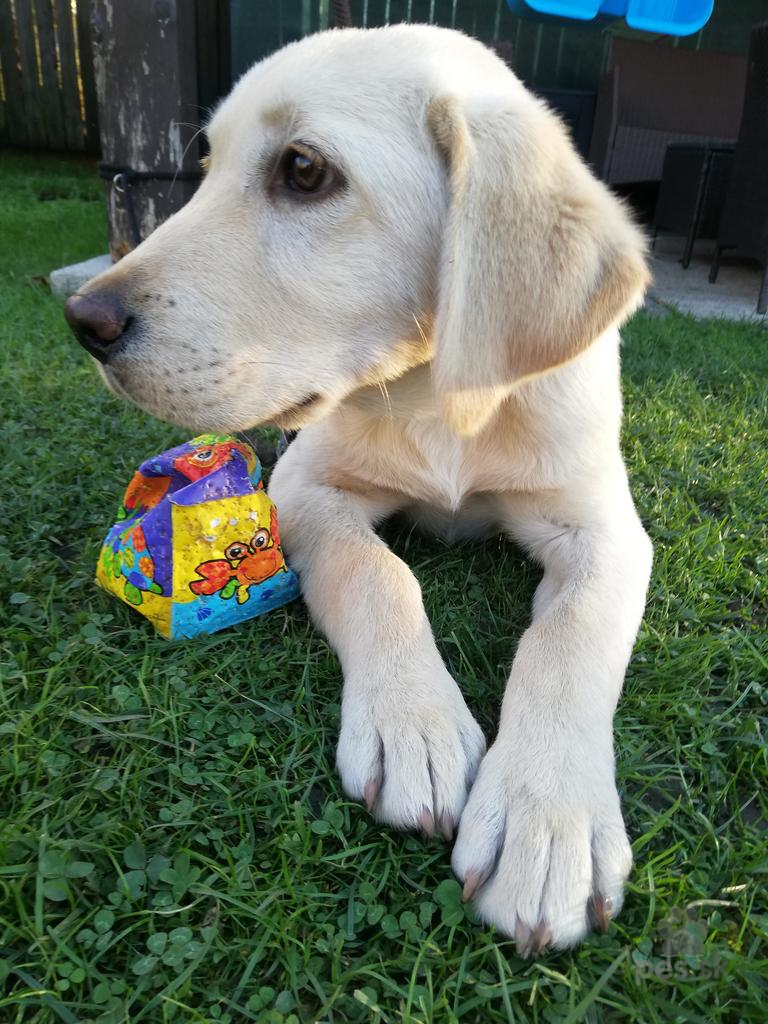 Predám čistokrvné šteniatko labradora - Predám psa LABRADORSKÝ RETRÍVER ...