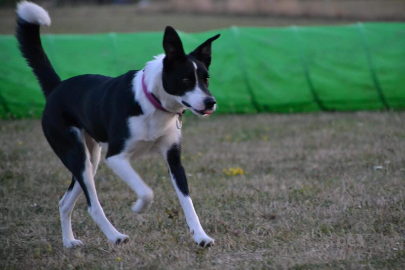 Border kolia krizenec - Darujem psa BORDER KÓLIA | Pes.sk