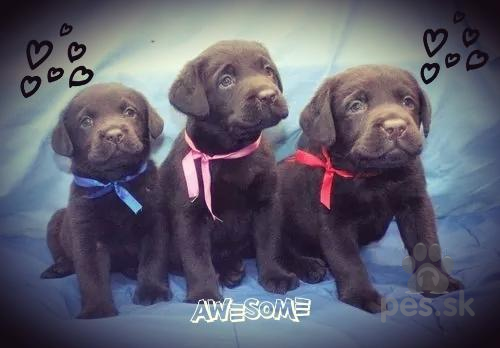 Labrador steniatka Cokoladove Labrador steniatka - Predám psa ...