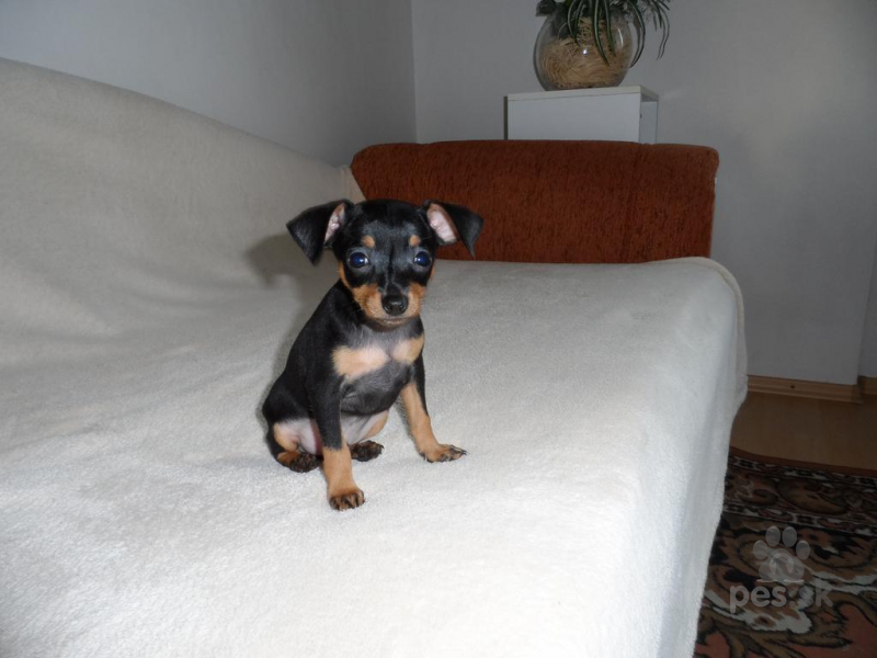 Pražský krysarik - Predám psa PRAŽSKÝ POTKANIARIK | Pes.sk