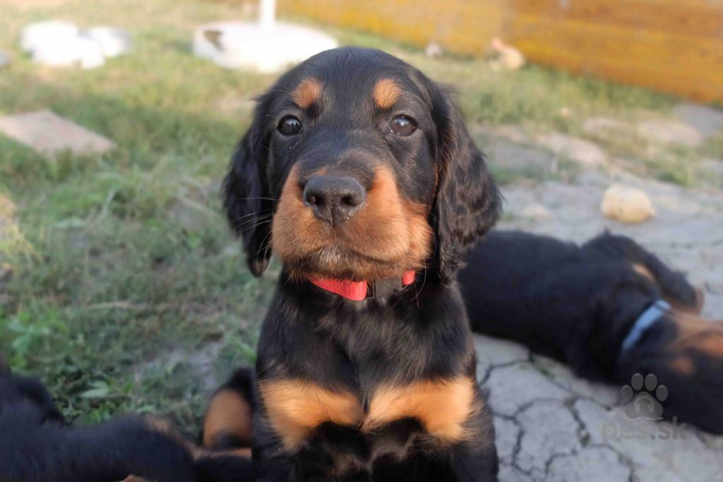 Gordon seter - šteniatka s PP - Predám psa GORDONSKÝ SETER | Pes.sk