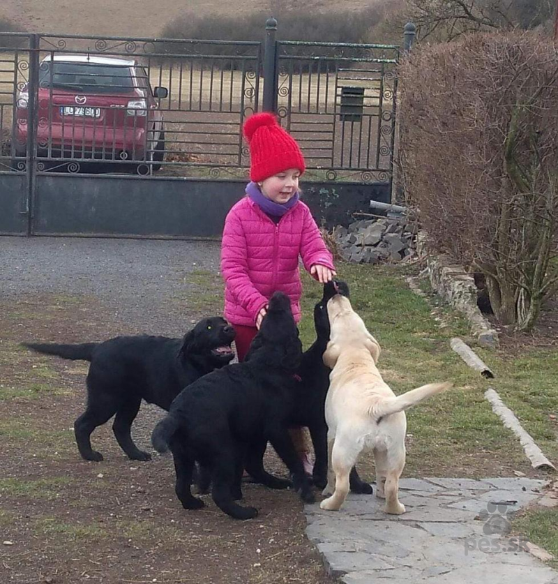 Labrador retriever - čierne šteniatka - Predám psa LABRADORSKÝ RETRÍVER ...