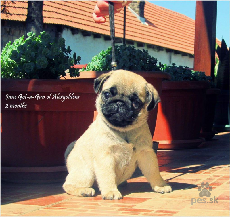 Mops šteniatka - Predám psa MOPS | Pes.sk