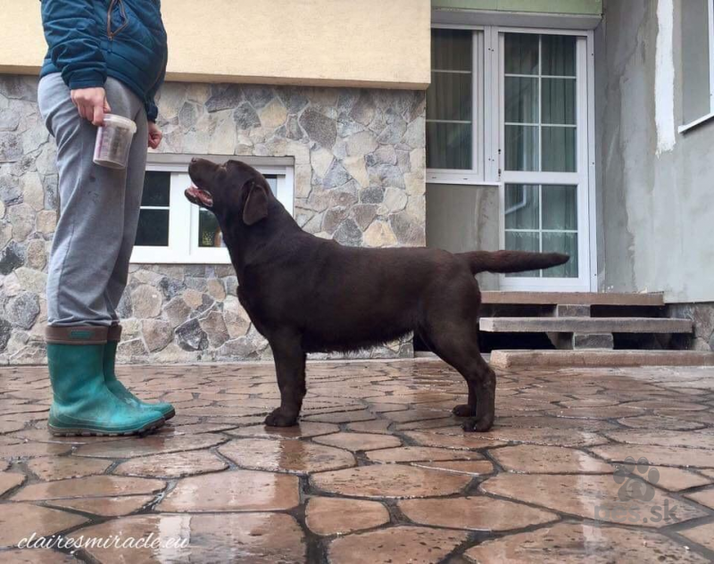 Šteniatka čokoládového labrador rettievera s PP - Predám psa ...