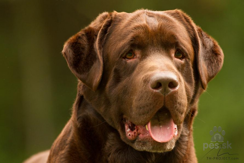 Šteniatka čokoládového labrador rettievera s PP - Predám psa ...