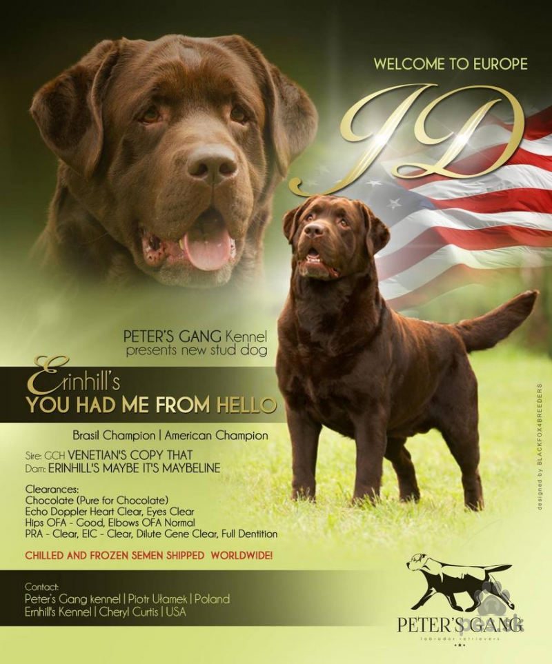 Šteniatka čokoládového labrador rettievera s PP - Predám psa ...