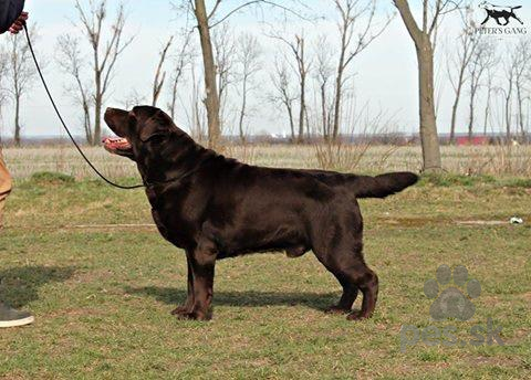Šteniatka čokoládového labrador rettievera s PP - Predám psa ...