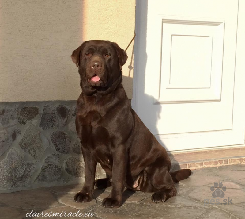 Šteniatka čokoládového labrador rettievera s PP - Predám psa ...