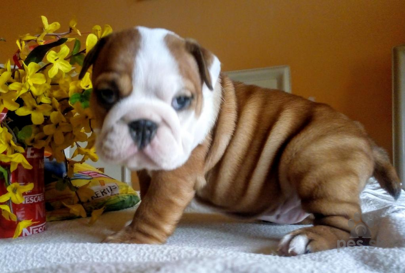 Anglicky bulldocek - Predám psa ANGLICKÝ BULDOG | Pes.sk