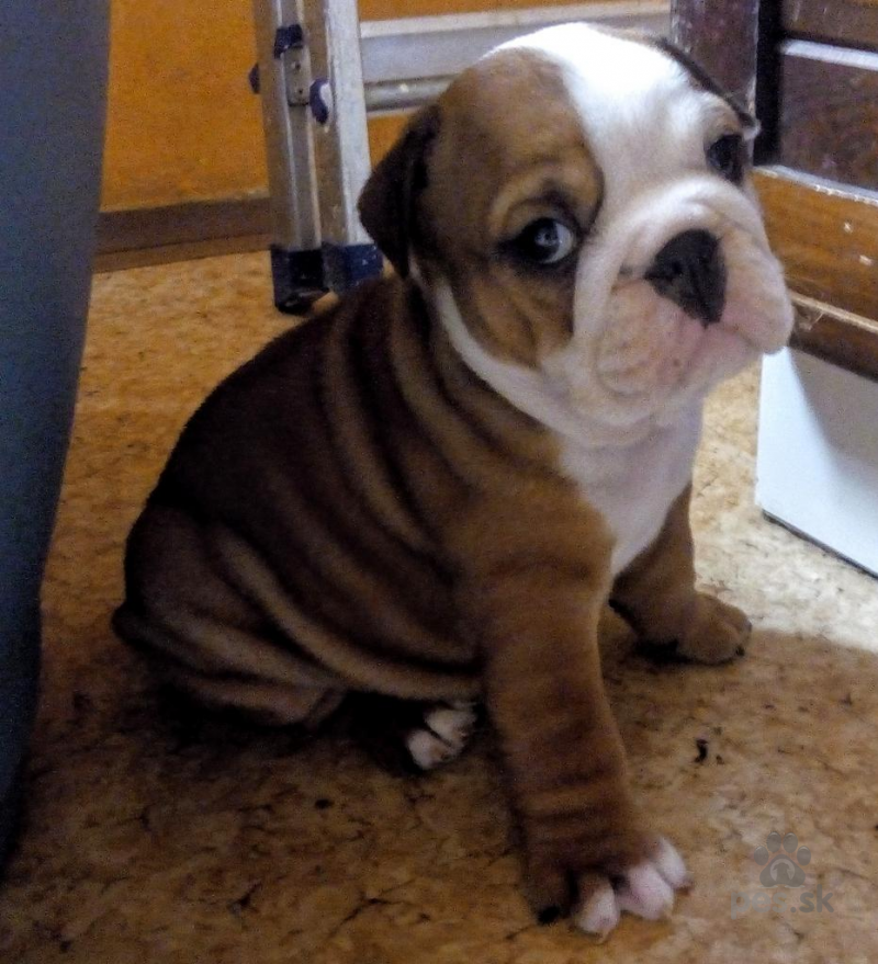 Anglicky bulldocek - Predám psa ANGLICKÝ BULDOG | Pes.sk