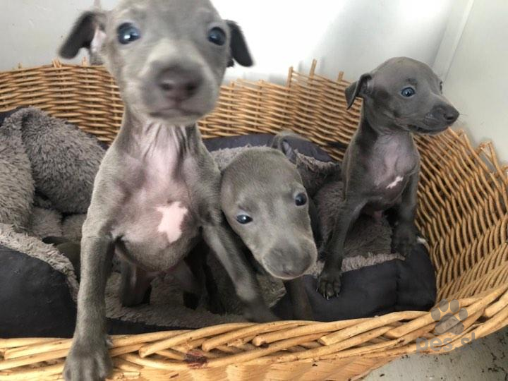 Taliansky chrtík - Predám psa TALIANSKÝ CHRTÍK | Pes.sk