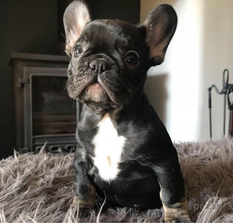 Francúzsky buldoček je k dispozícii na predaj - Predám psa AMERICKÝ ...