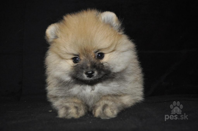 POMERANIAN ŠTEŇATÁ BOO - Predám psa NEMECKÝ ŠPIC TRPASLIČÍ | Pes.sk