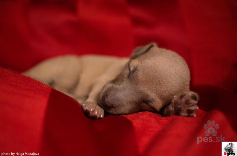 Taliansky chrtík - šteniatka - Predám psa TALIANSKÝ CHRTÍK | Pes.sk