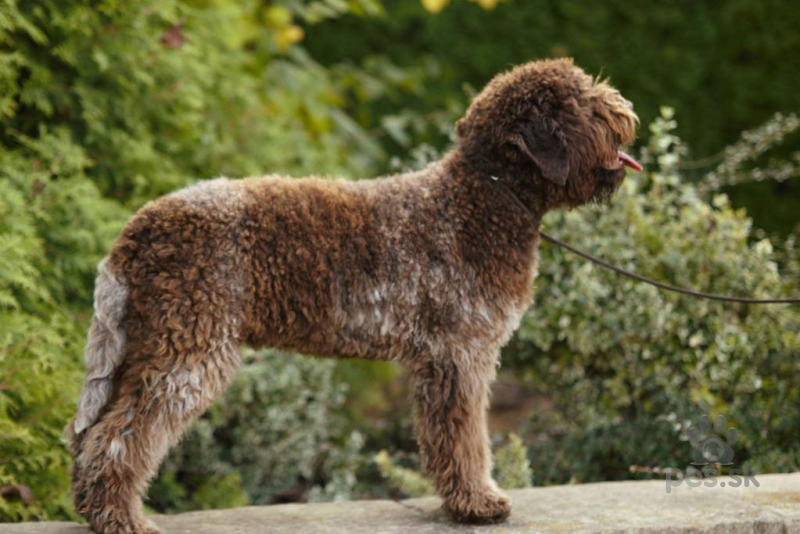Predám psa Lagotto Romagnolo - Predám psa LAGOTTO | Pes.sk