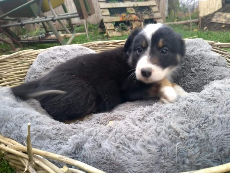 Border kolia - Predám psa | Pes.sk