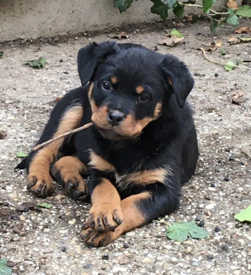 Šteniatka rotvajler - Predám psa | Pes.sk