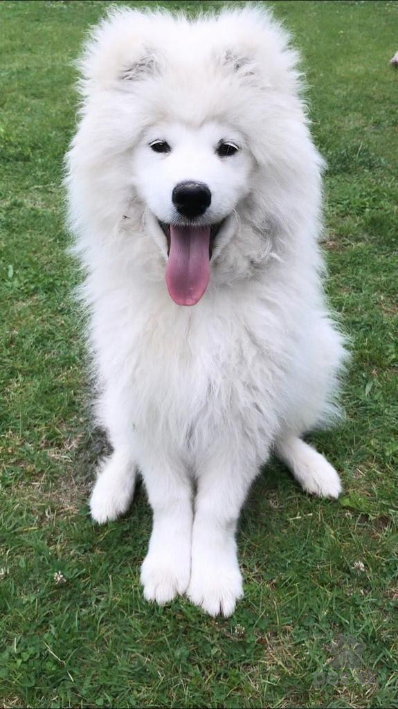 Šteňatá zo sibírskych samojedov - Predám psa SAMOJED | Pes.sk