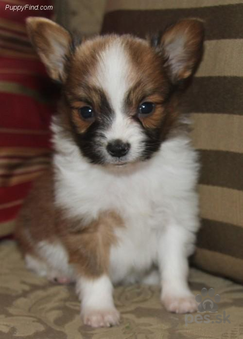 papillon šteňatá - Predám psa PAPILON | Pes.sk