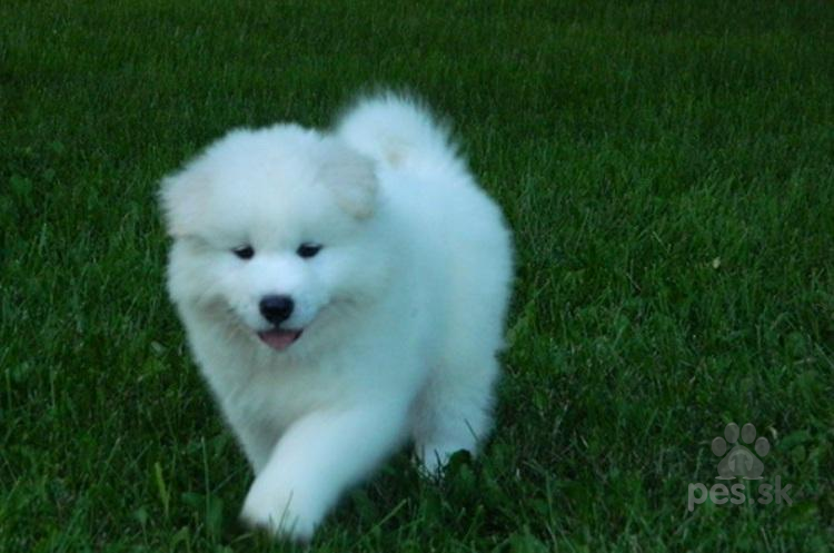 Samojed šteniatka - Predám psa SAMOJED | Pes.sk