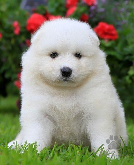 Samojed šteniatka - Predám psa SAMOJED | Pes.sk