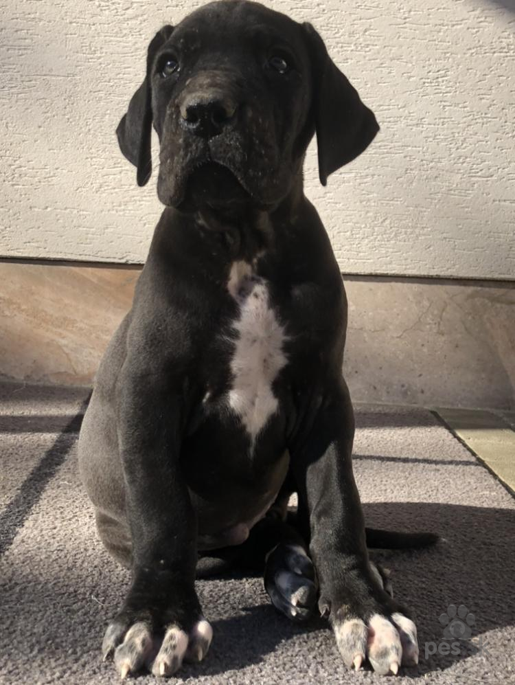 Nemecká doga s PP - Predám psa NEMECKÁ DOGA | Pes.sk