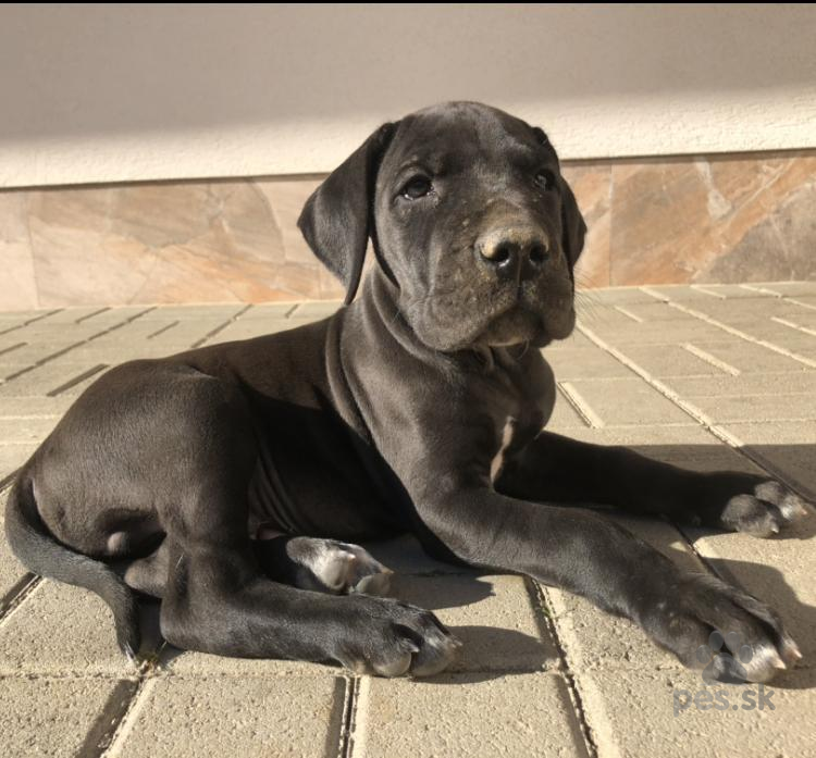 Nemecká doga s PP - Predám psa NEMECKÁ DOGA | Pes.sk