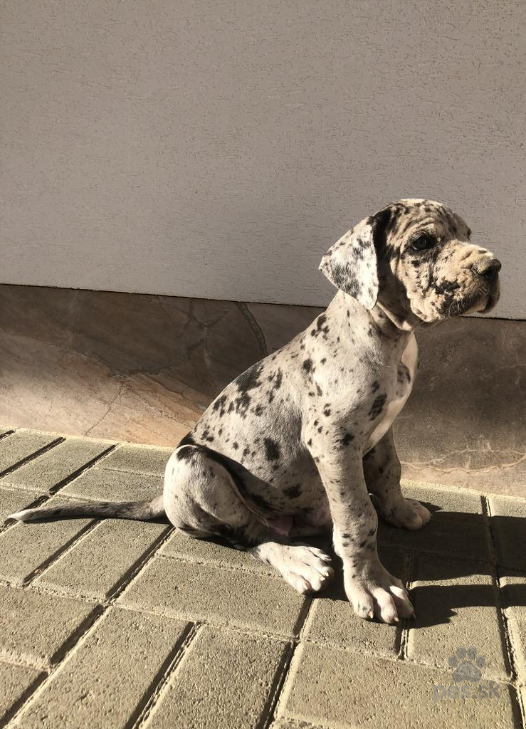 Nemecká doga s PP - Predám psa NEMECKÁ DOGA | Pes.sk