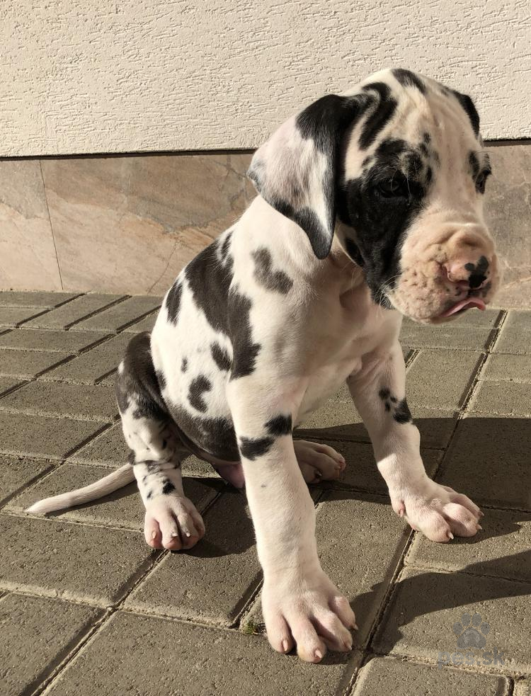 Nemecká doga s PP - Predám psa NEMECKÁ DOGA | Pes.sk